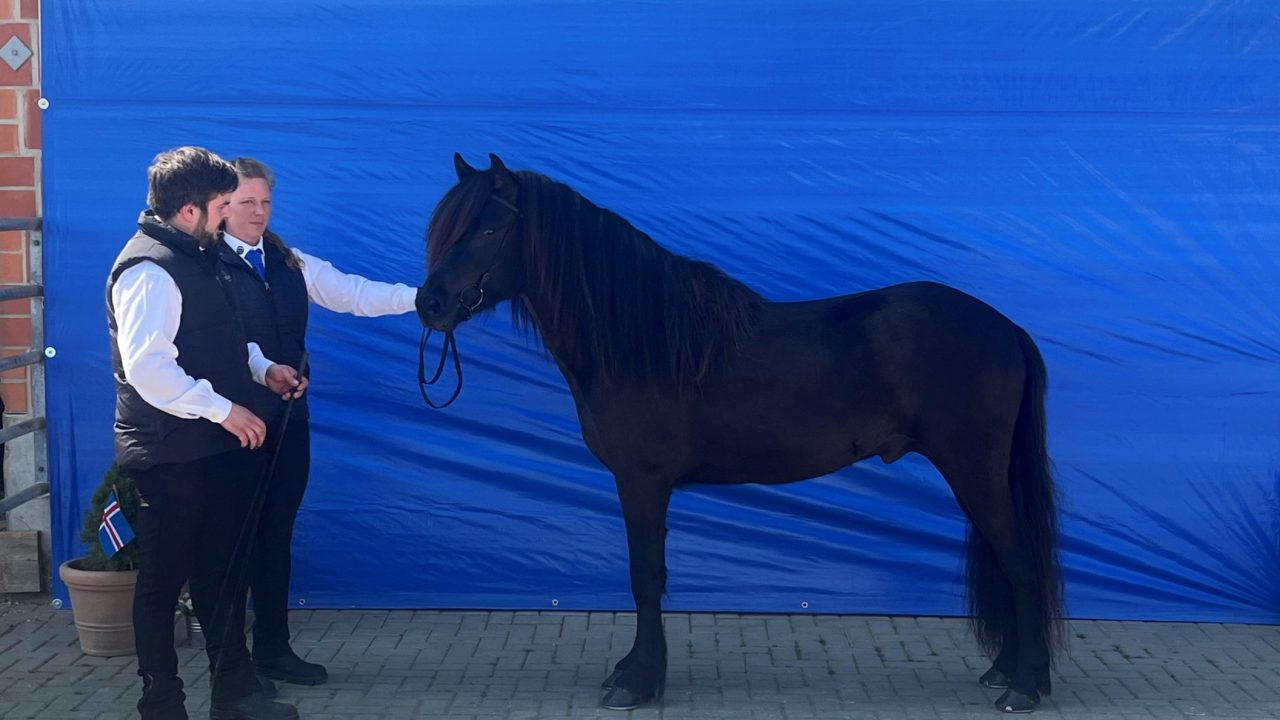 Breeding Shows 2025 | FEIF